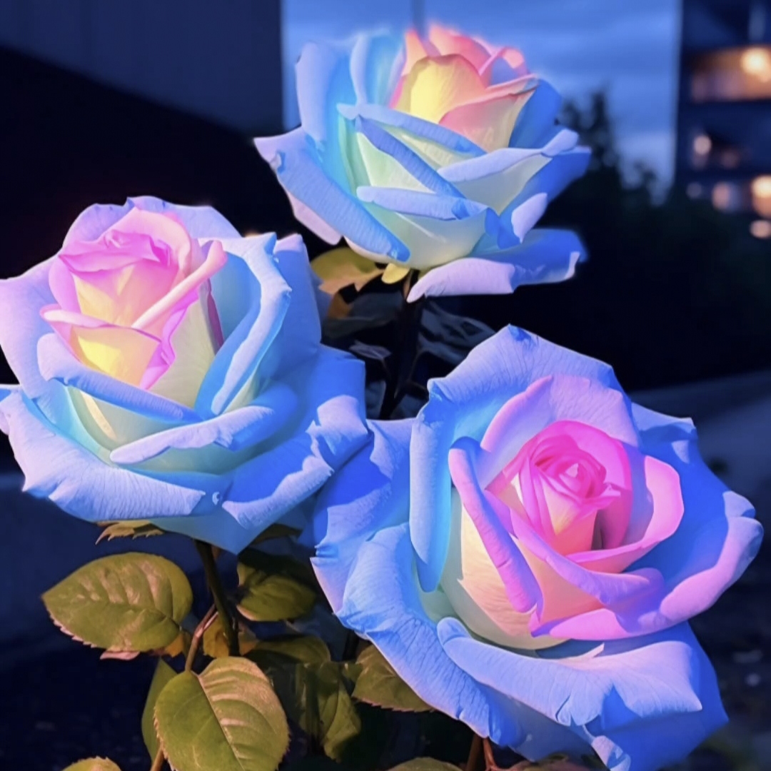 Rare Bag Blue Pink Rose Seeds Scented Plants Flowers