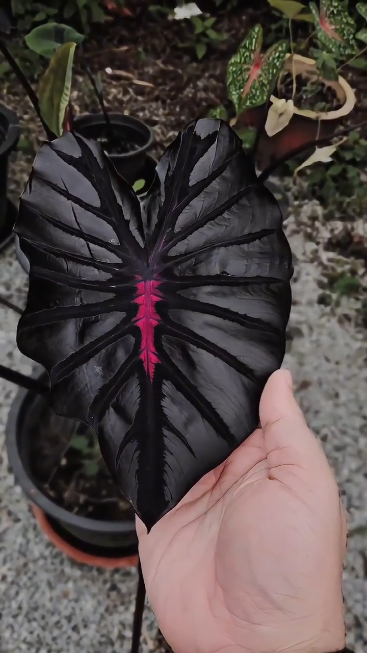 Rare Black Caladium Seeds