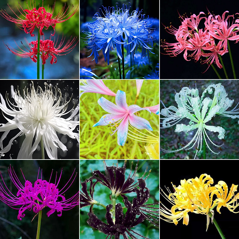 🌈Spider Lily Bulbs-Multicolor🌈🌺 Unveil Nature’s Masterpiece