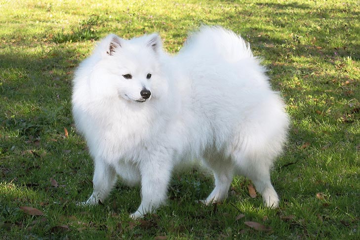Introducing dog breeds: starting with the letter V – Artloverhouse