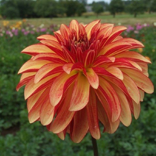 Dahlia ‘Irish Pinwheel’ Seeds