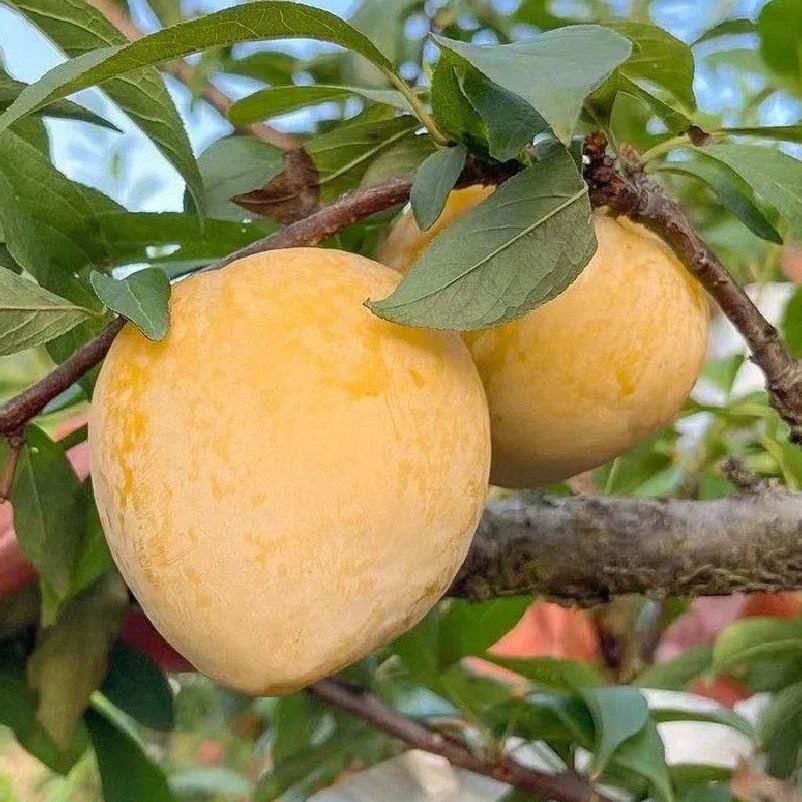 🍑Golden Plum Seeds – Fill Your Garden with Golden Delight🌟