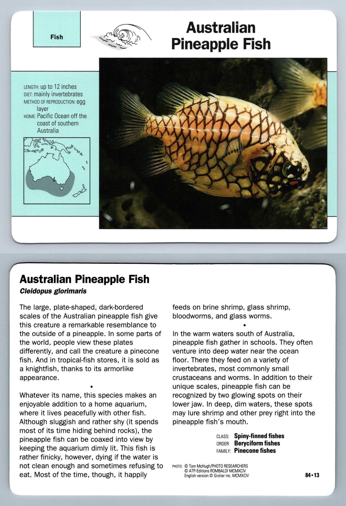 Australian Pineapple Fish #84.13 Fish - Grolier Wildlife Adventure Car ...