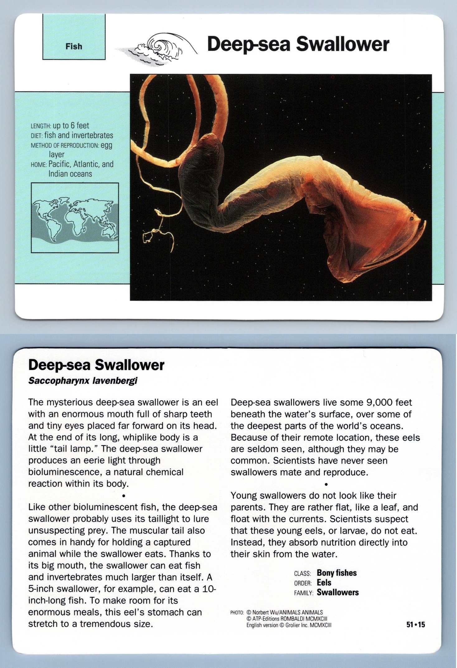 Deep-Sea Swallower #51.15 Fish - Grolier Wildlife Adventure Card ...