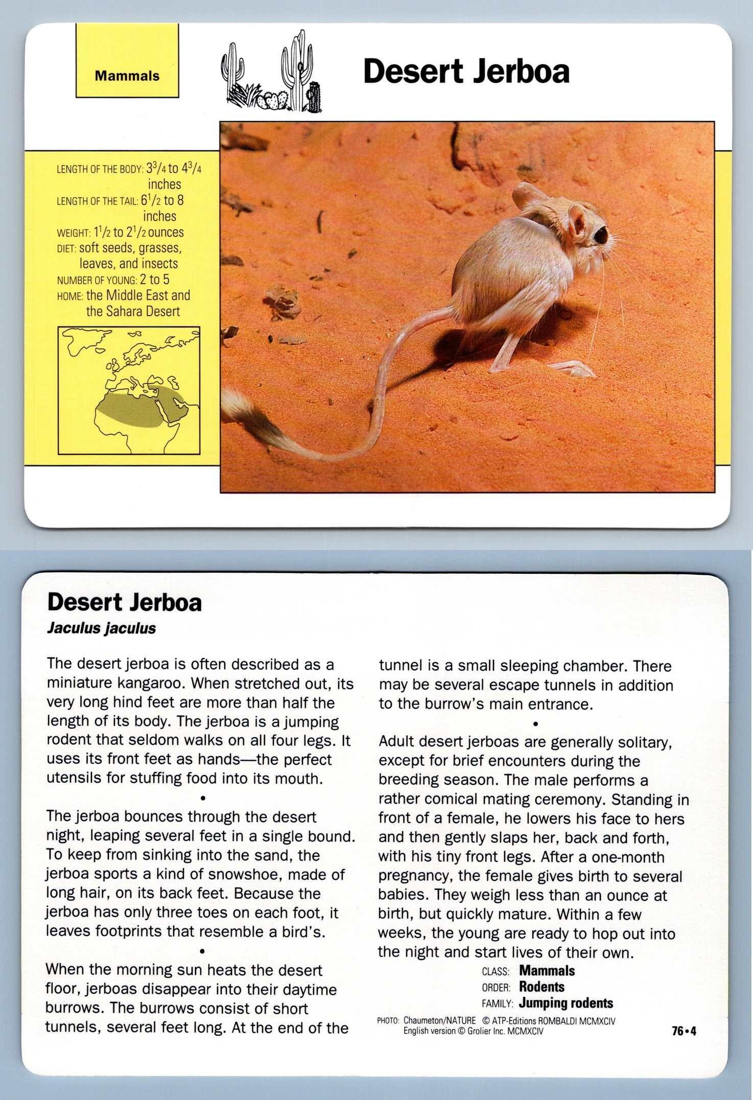 Desert Jerboa #76.4 Mammals - Grolier Wildlife Adventure Card ...