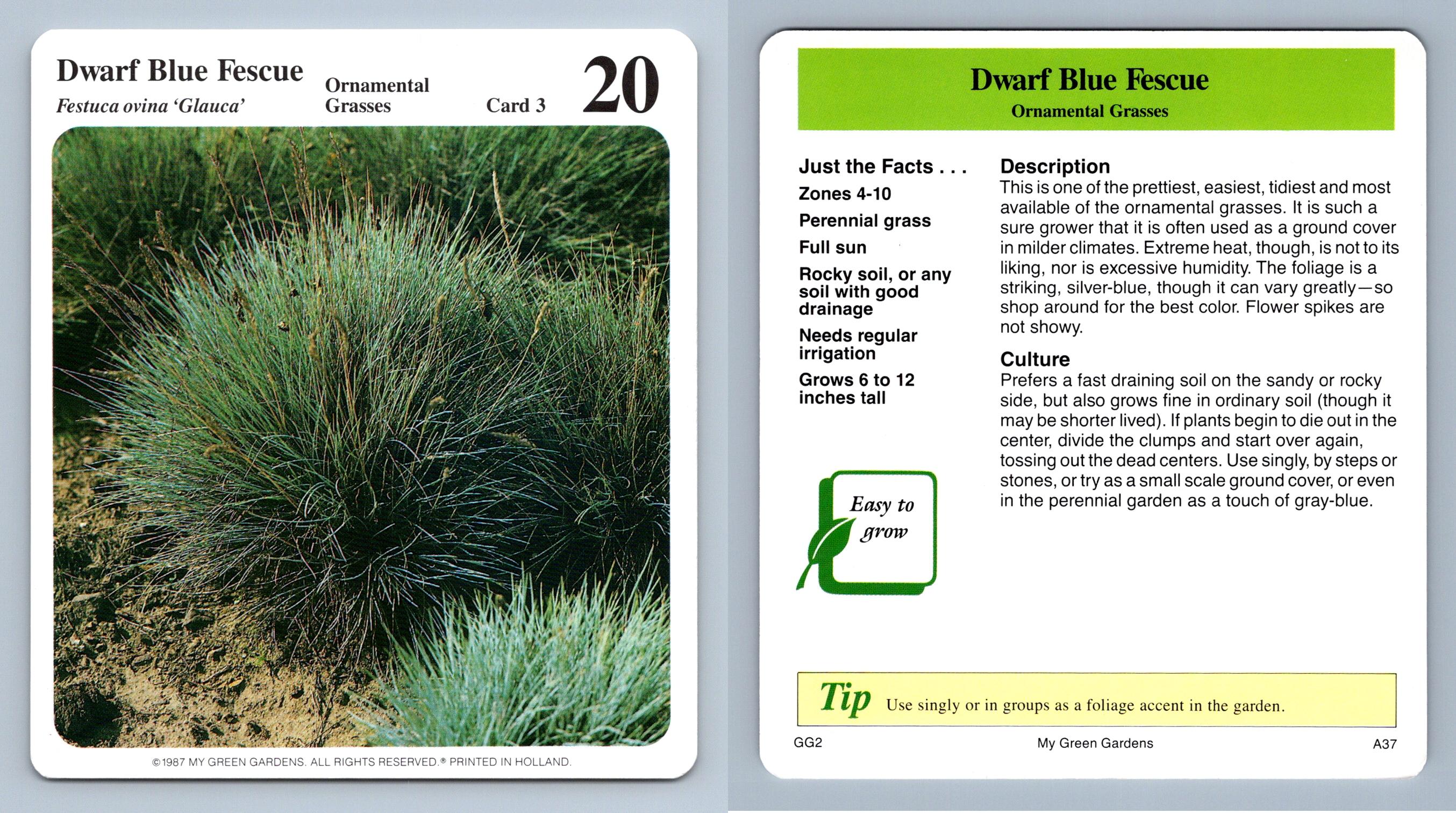 Dwarf Blue Fescue #3 Grasses - My Green Gardens 1987 Cardmark Card ...
