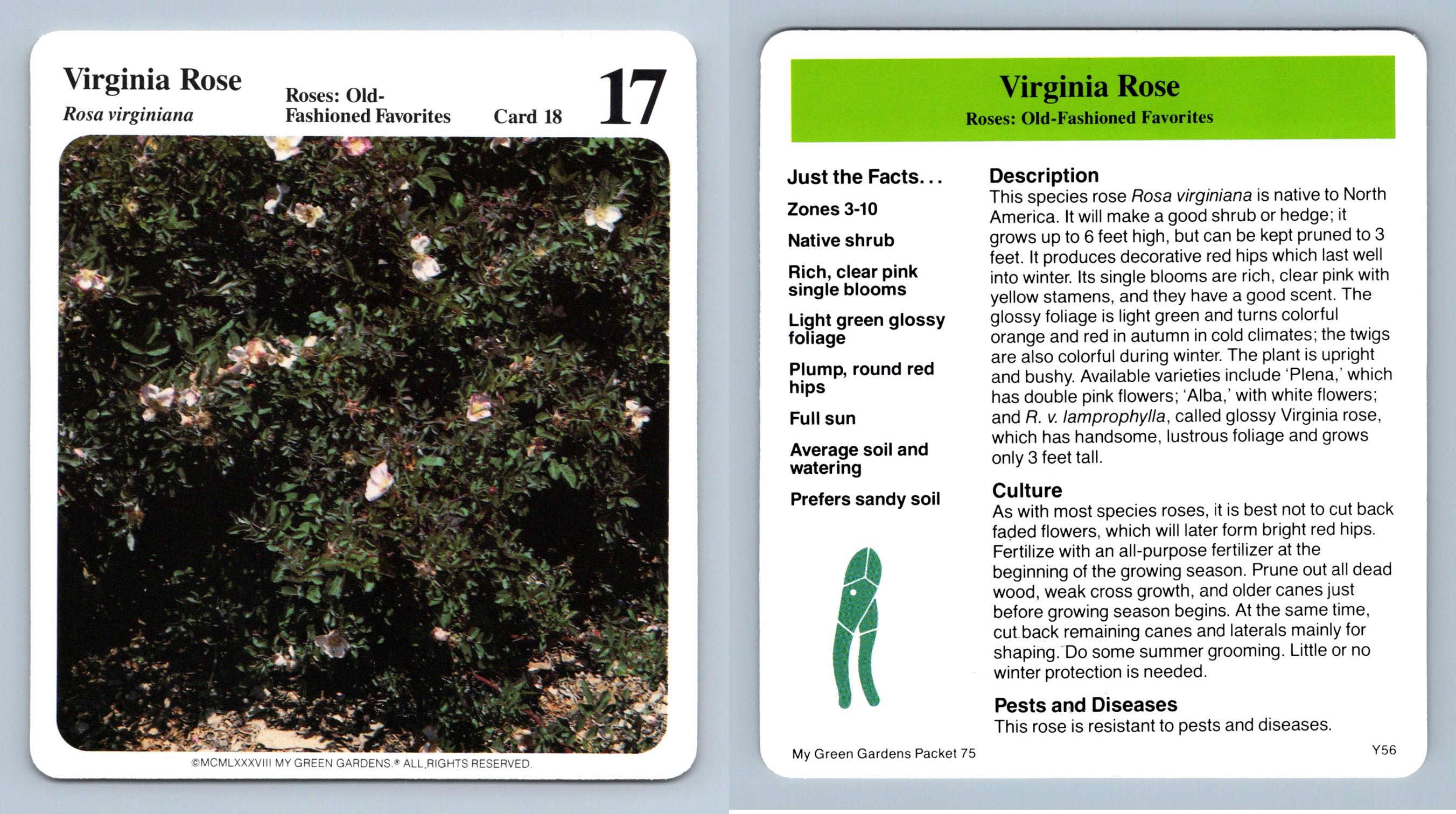 Virginia Rose #18 Roses - My Green Gardens 1987 Cardmark Card ...