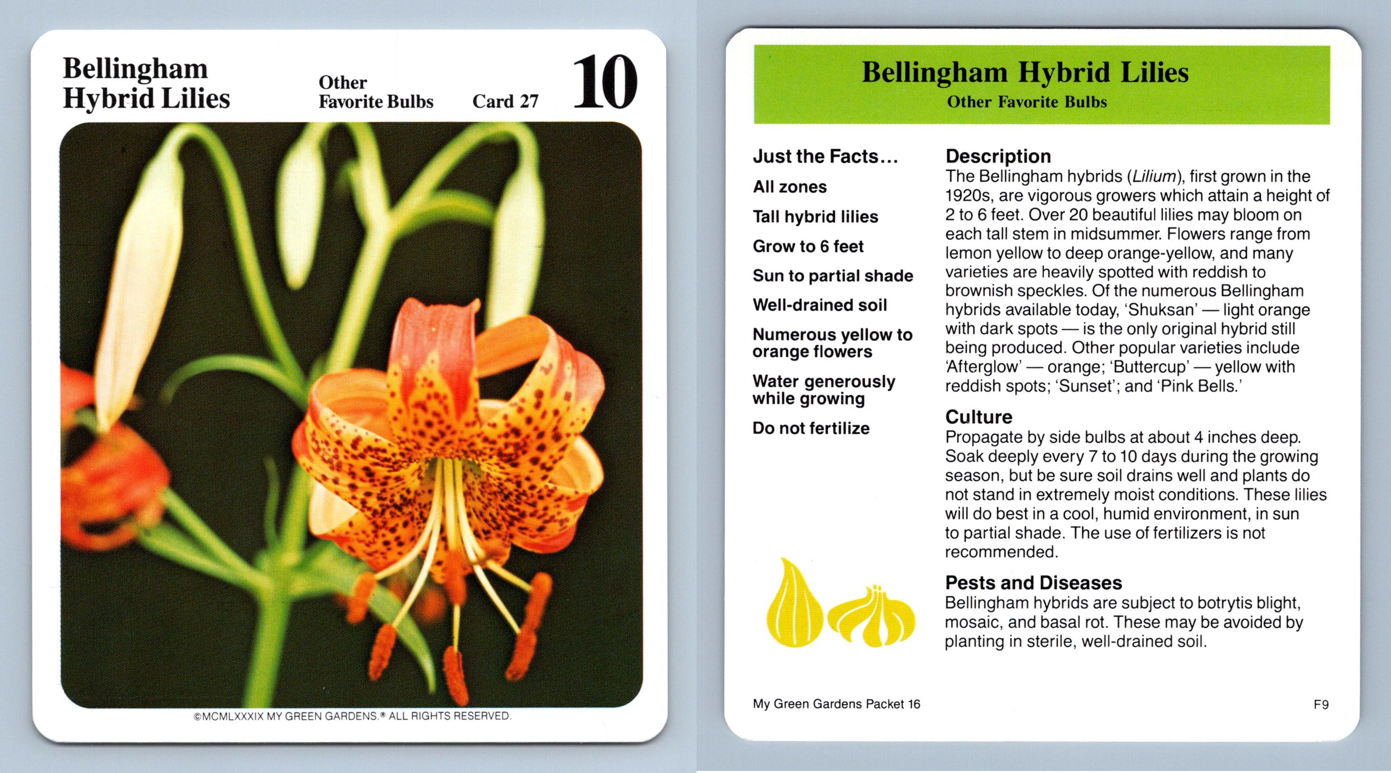 Bellingham Hybrid Lilies #27 Bulbs - My Green Gardens 1987 Cardmark Ca ...