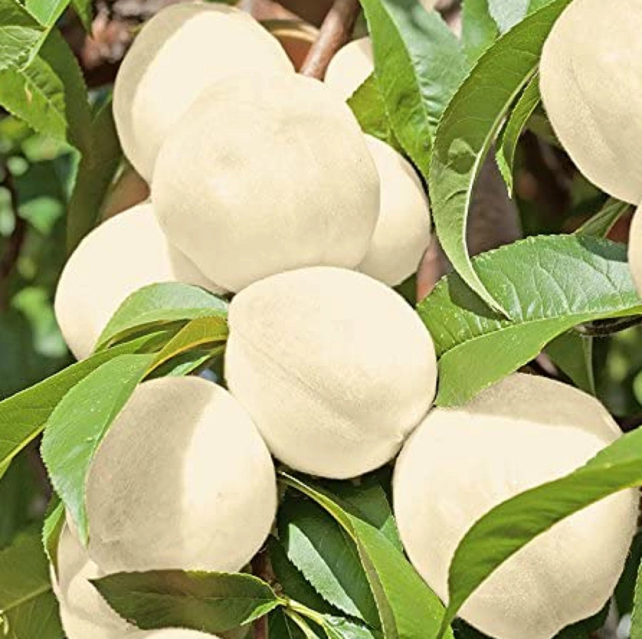 Ice Peaches - Ivory Peaches - White Peaches 5 seeds