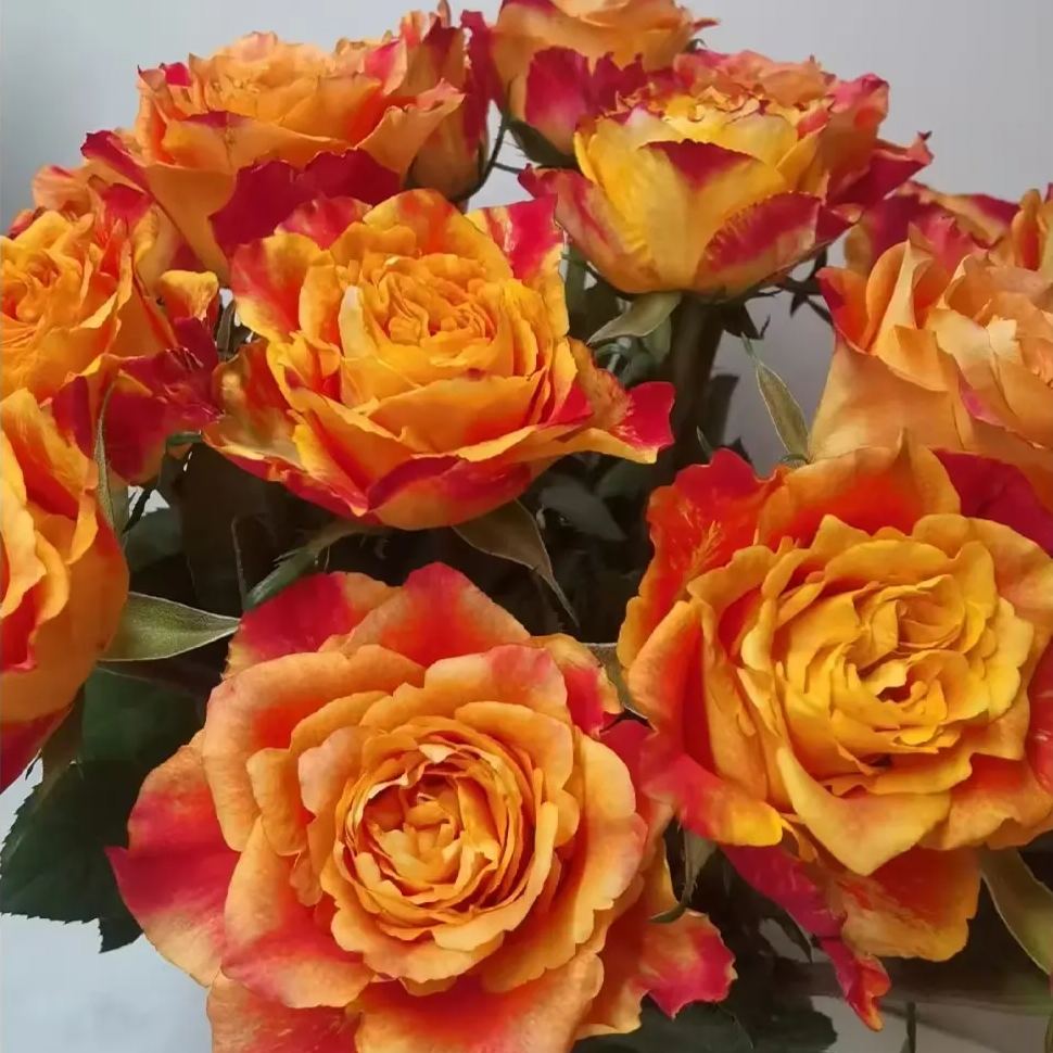 Ode to Joy' Rose Seeds