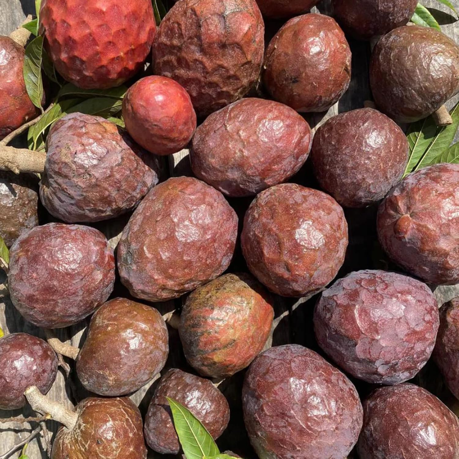 Red Custard Apple Tree Seeds