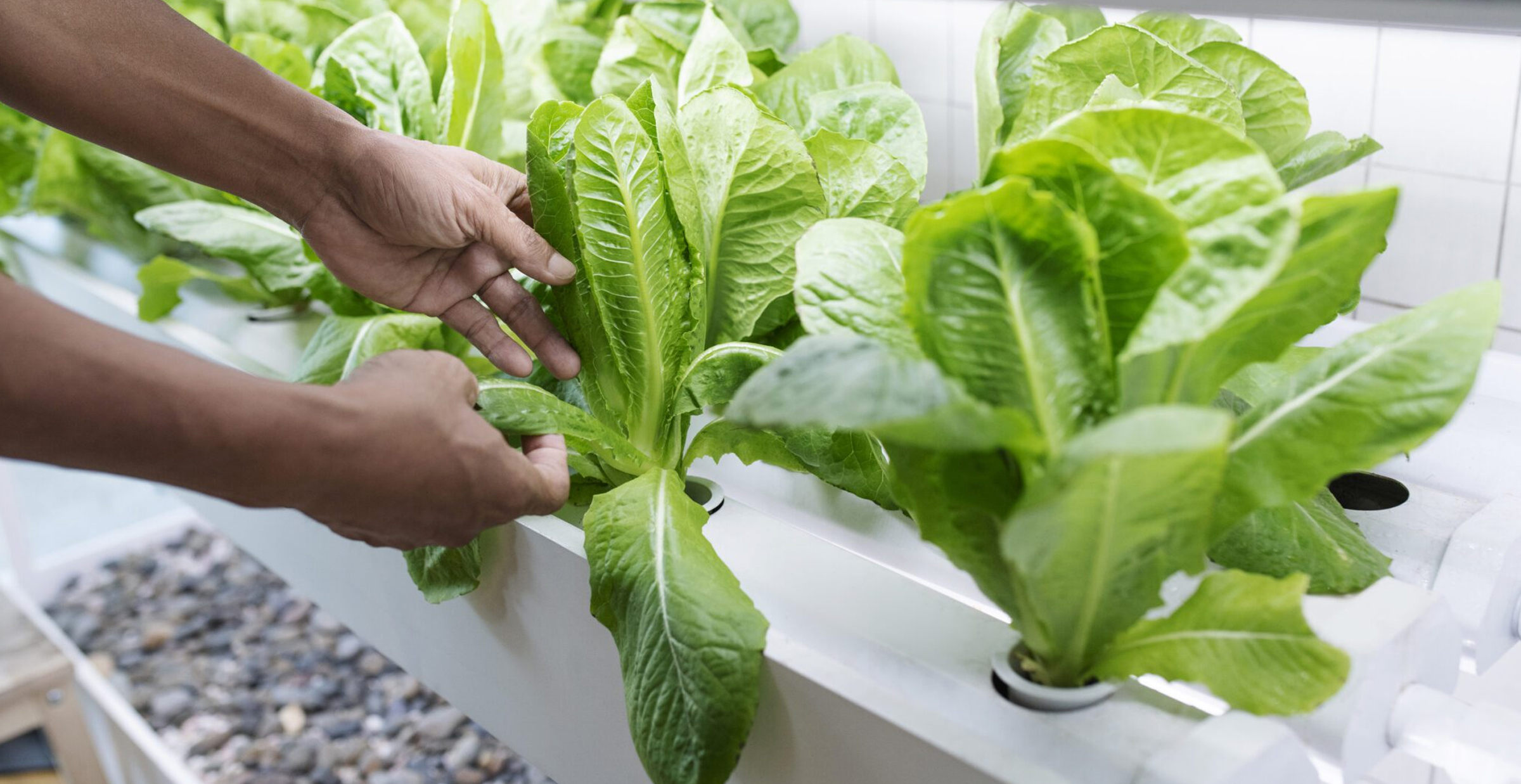 How To Grow Hydroponic Lettuce Indoors At Home – BetiLife™