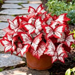 🦋 Up to 50% Off | Rare Butterfly Leaf Hosta Seeds – Turn Shade into Magic