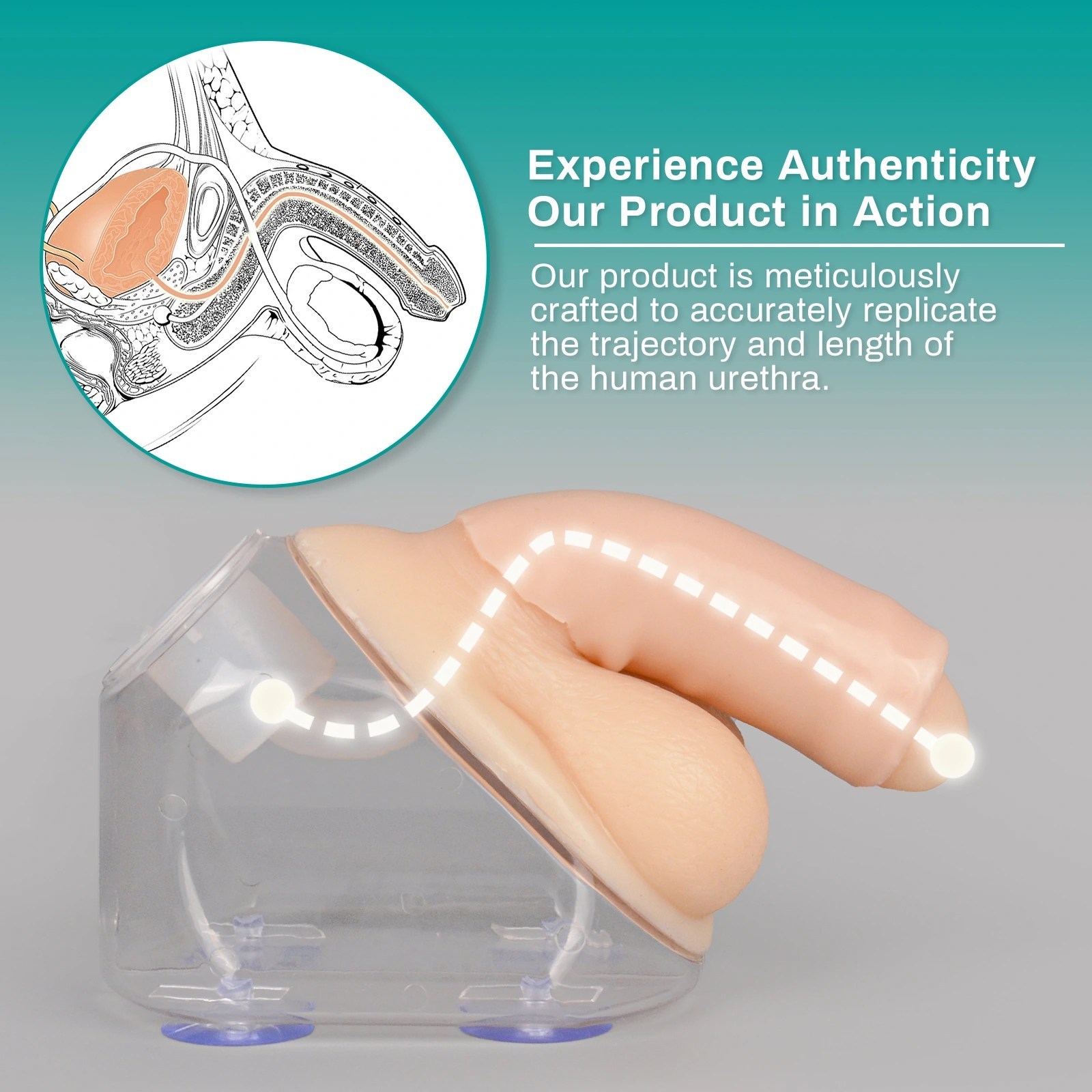 Male Urinary Catheterization Training Kit Mededuquest