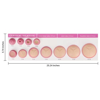 Cervical Dilation Model Set 0-10cm (11 Models) with Scroll Display ...