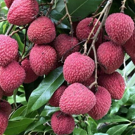 Litchi chinensis LYCHEE (5 seeds) – magacolns
