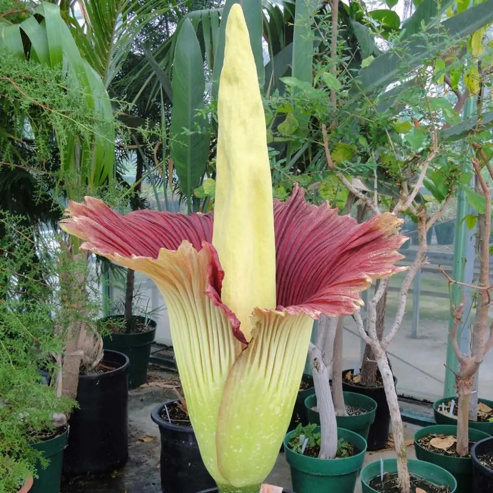 Corpse flower seeds *** LIMITED SUPPLY – magacolns