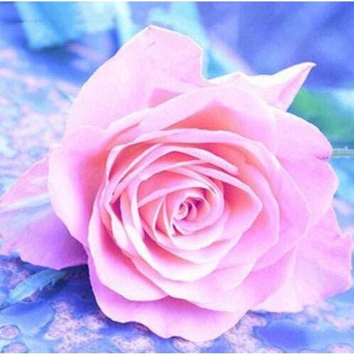Fluorescent Flower Pink Rose 5D DIY Paint By Diamond Kit – Original ...
