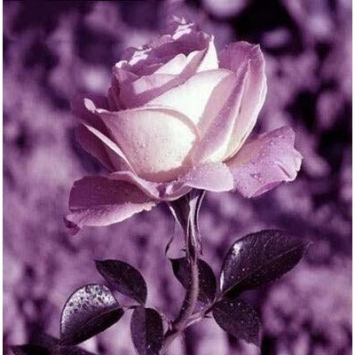 Purple Rose Colors Fluorescent Flower 5D DIY Paint By Diamond Kit ...