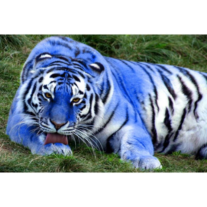Blue Tiger 5D DIY Paint By Diamond Kit – Original Paint By Diamond