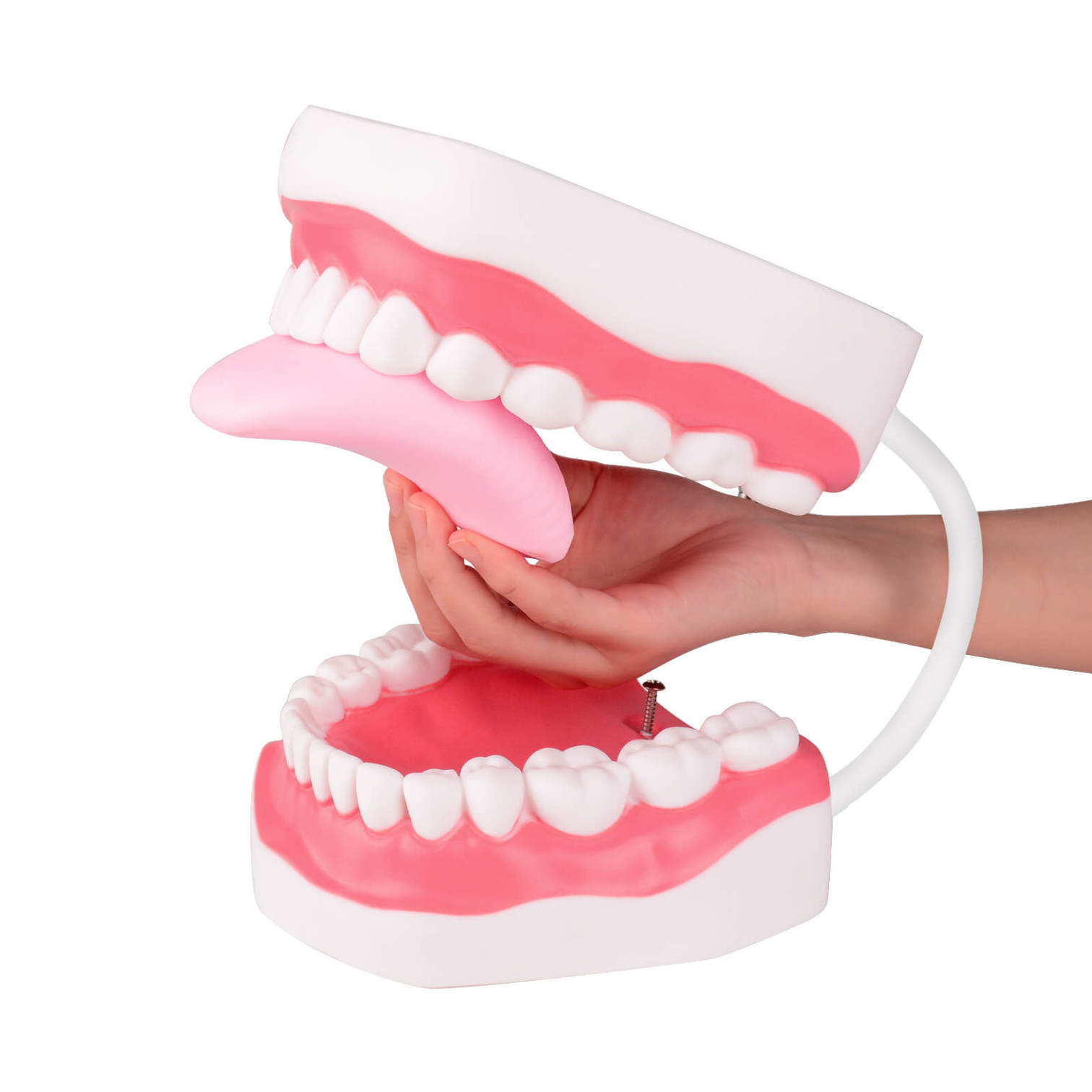 Mouth Models & Puppets for Speech Therapy and Oral Hygiene – Ultrassist