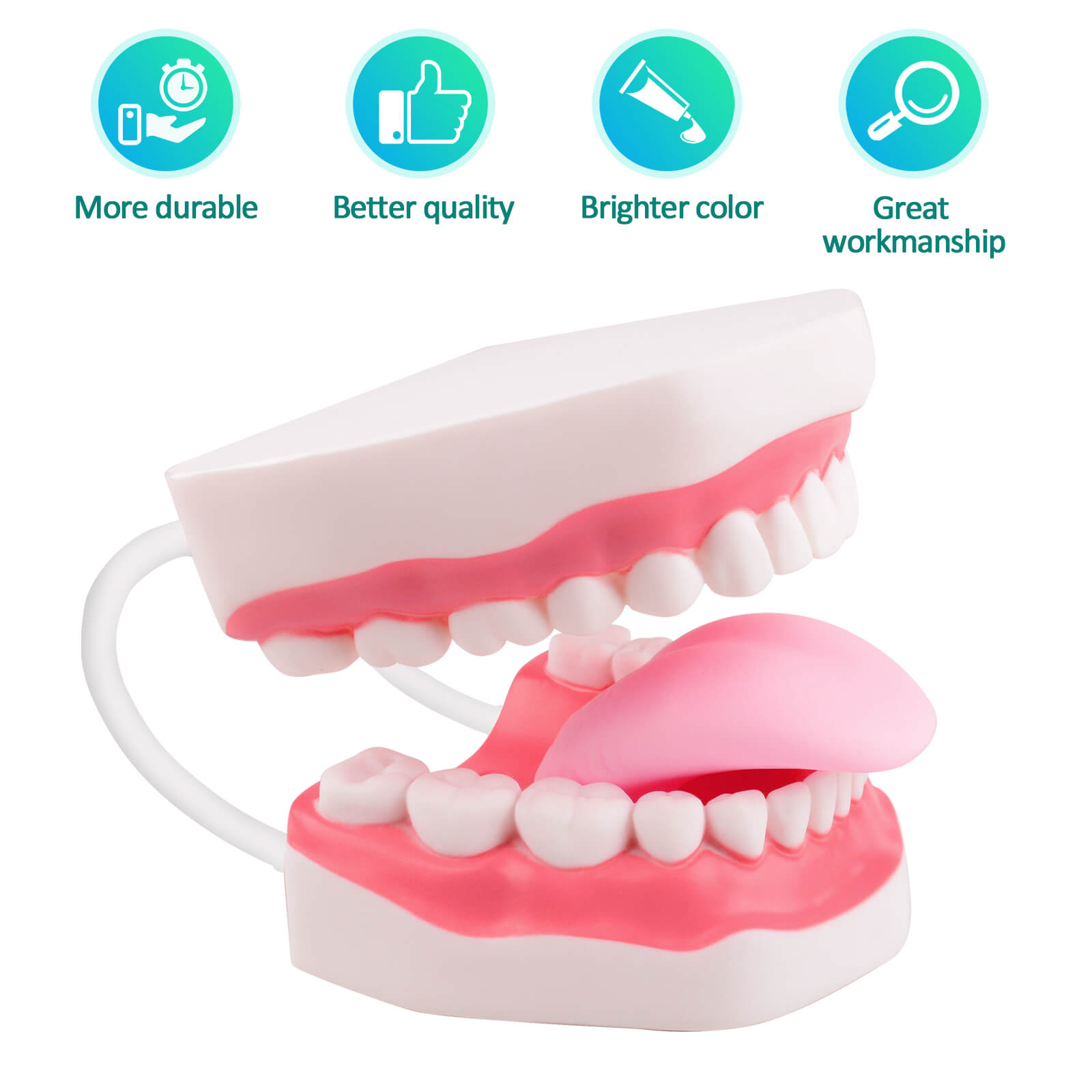 Model Of Mouth And Teeth
