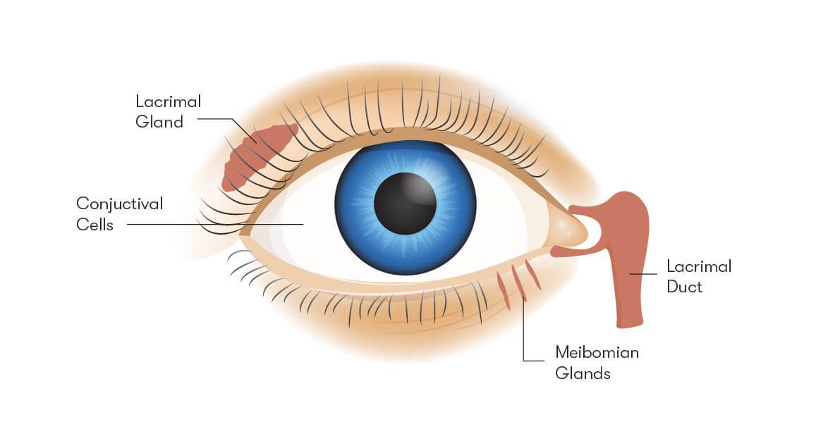 Parts of the eye-mislens Blog