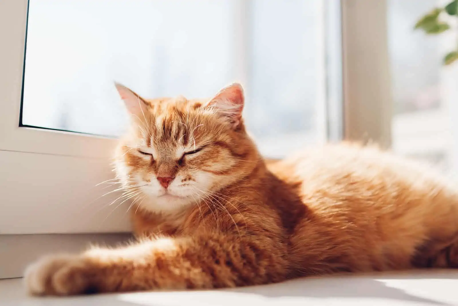 Are Orange Cats Dumb Explore The Truth are-orange-cats-dumb-explore-the-truth