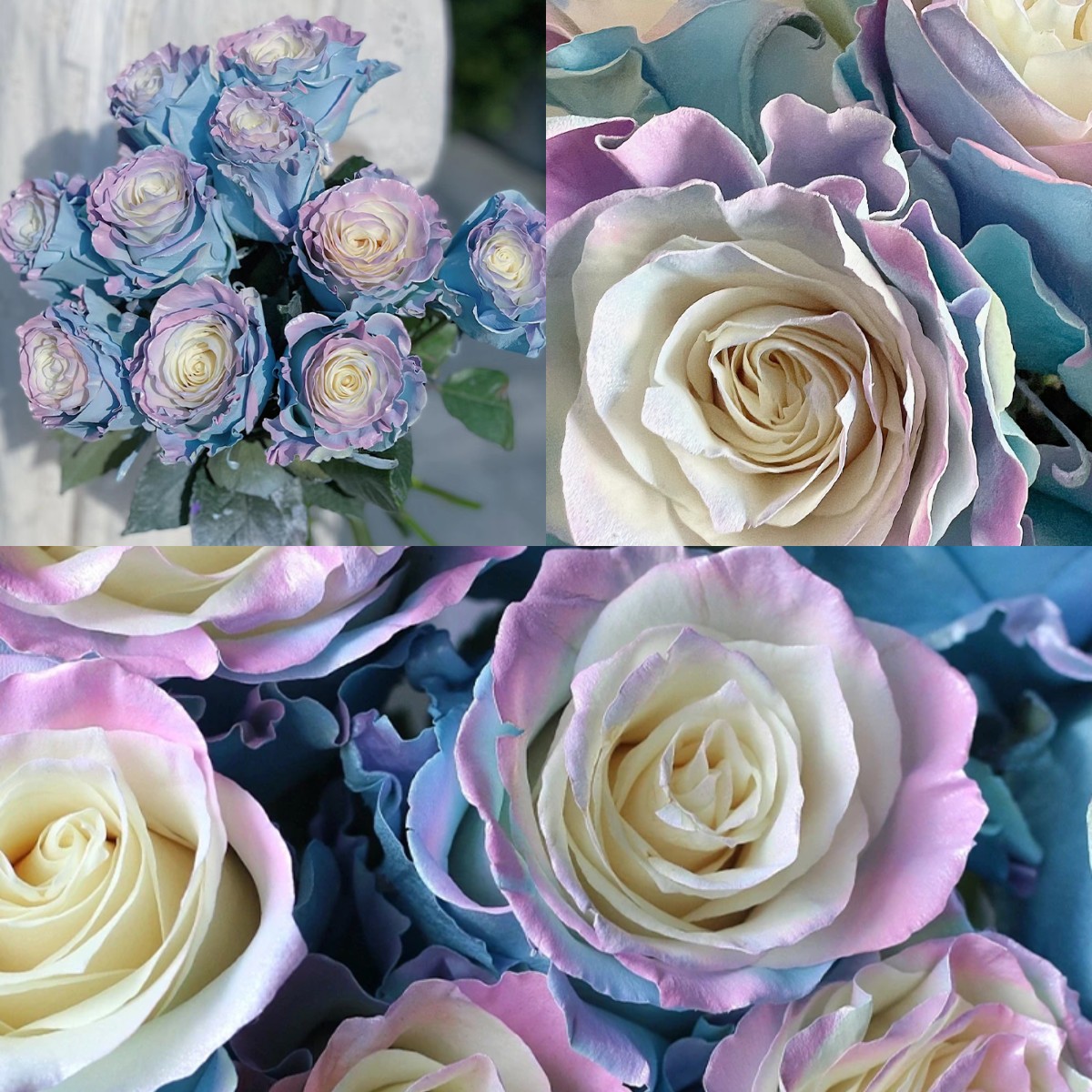 🌹Rare Rose - Fairy Tale