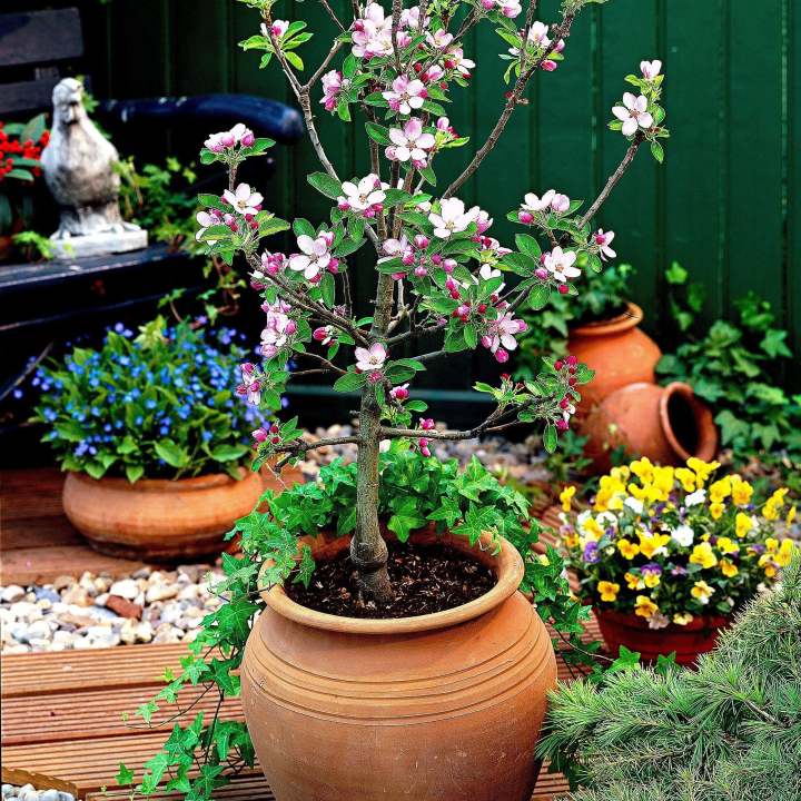 Scarlet Sentinel Columnar Apple Tree Seeds Scarlet Sentinel Columnar Apple Tree Seeds