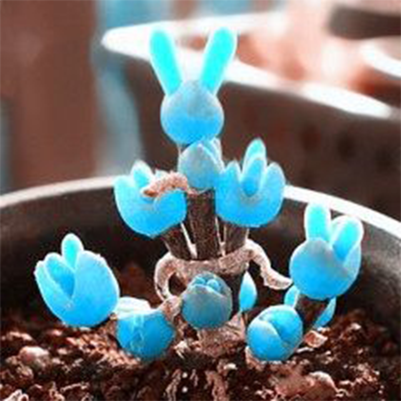 Blue Rabbit Ear Succulent seeds, Rare succulent