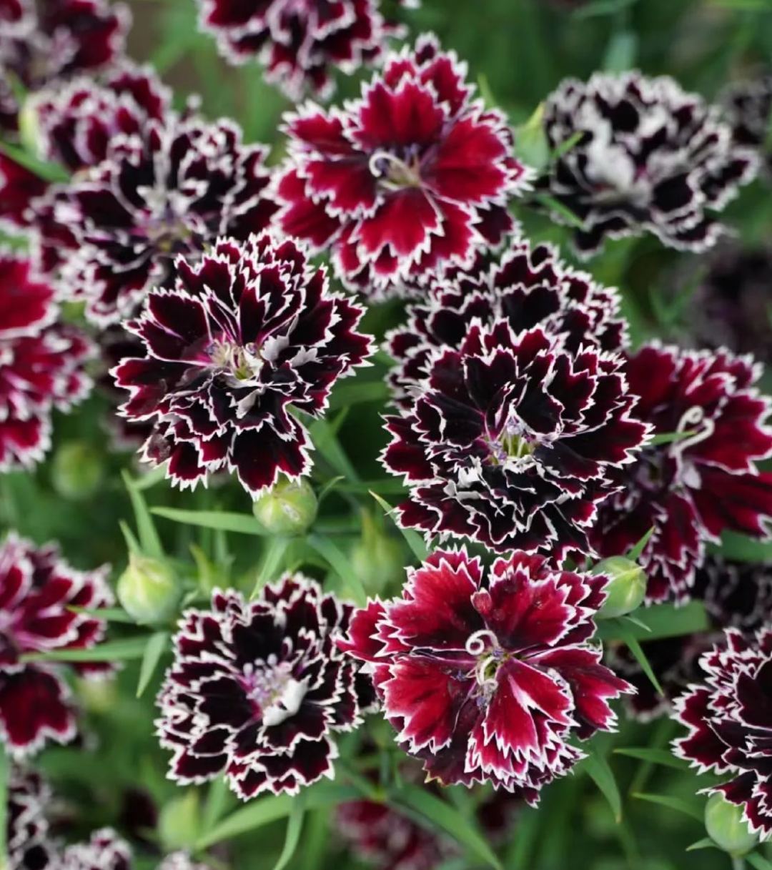 Dianthus Seeds 🌈 Mix Over 10 Colors