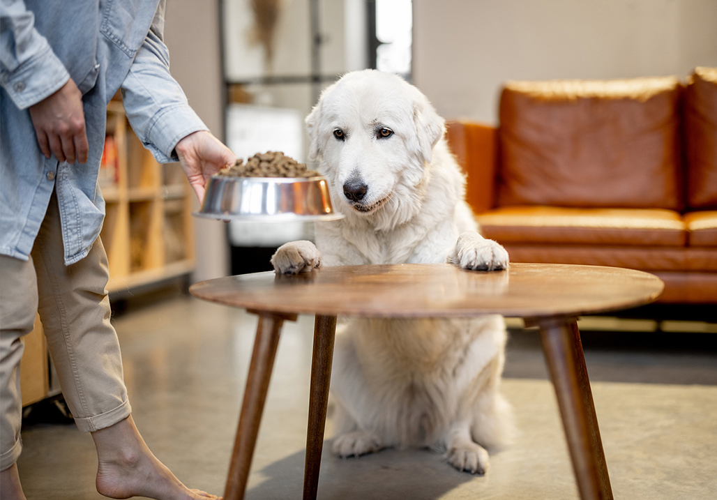 Dog Eating Habits All Pet Owners Should Know About