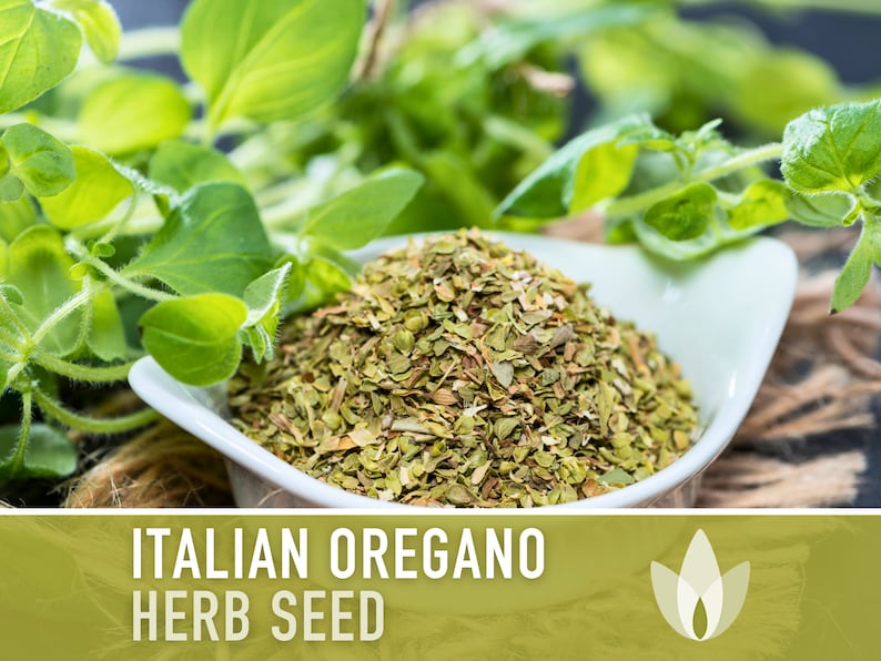 Oregano, Common (Vulgare) Herb Heirloom Seeds - Open Pollinated, Non-G