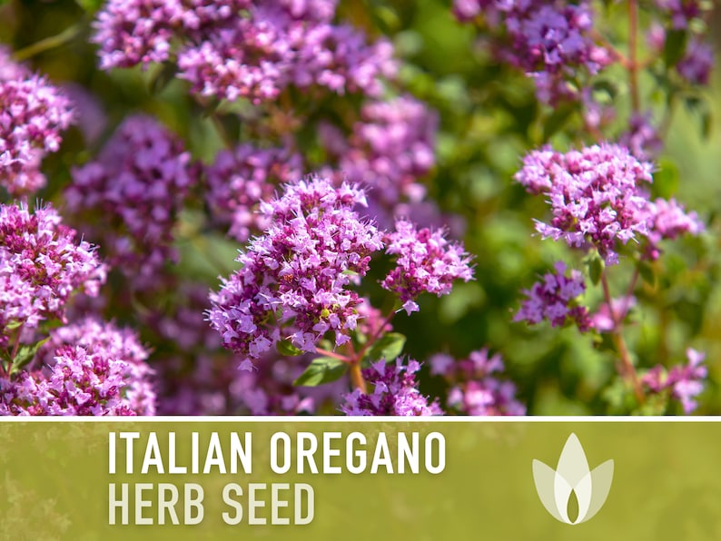Oregano, Common (Vulgare) Herb Heirloom Seeds - Open Pollinated, Non-G