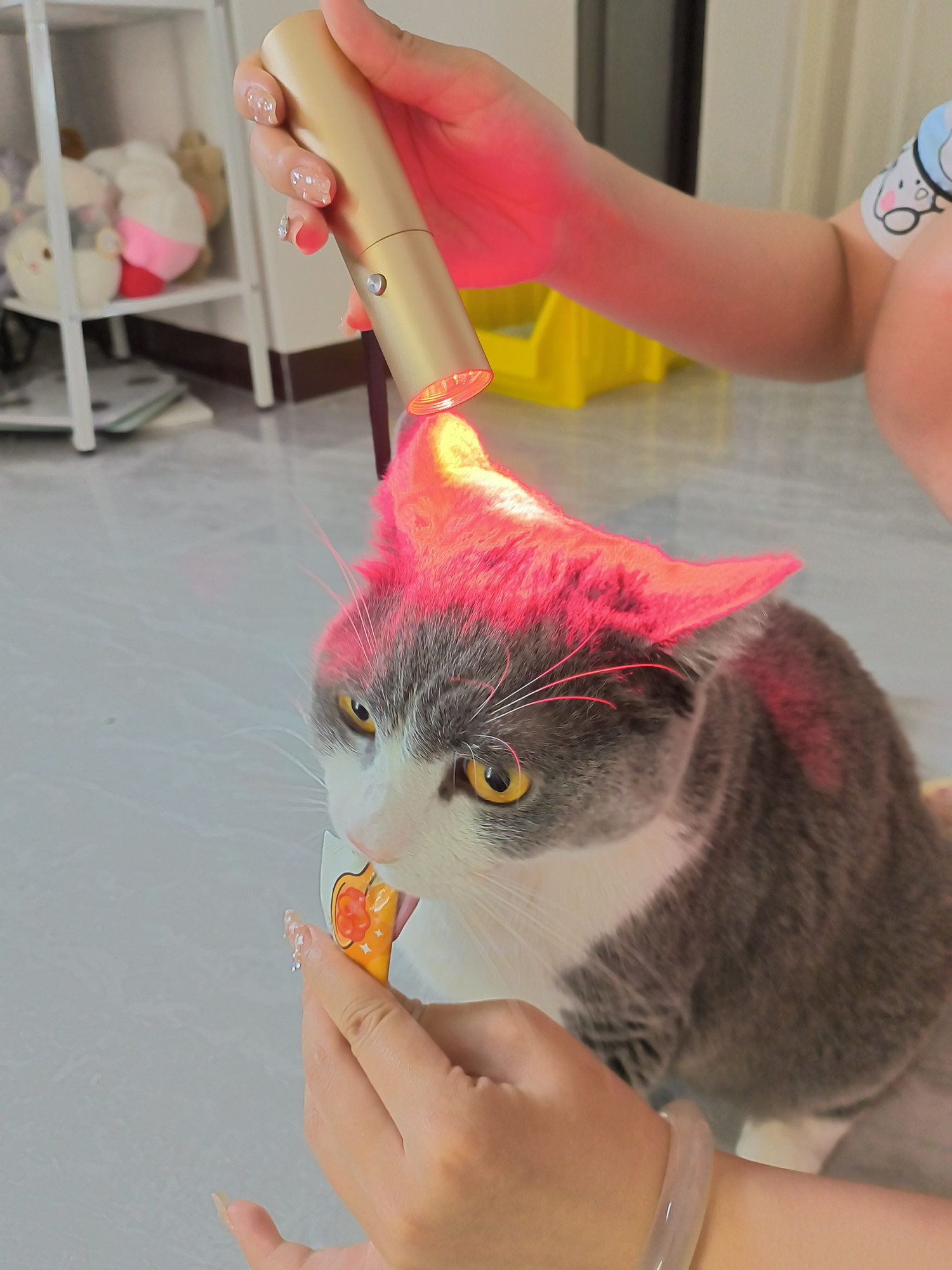 HORSE DOG CAT HANDHELD RED LIGHT THERAPY TORCH -ClinicPBM
