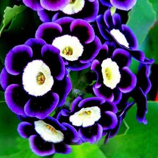 Choose your rare flower seeds – fridayw