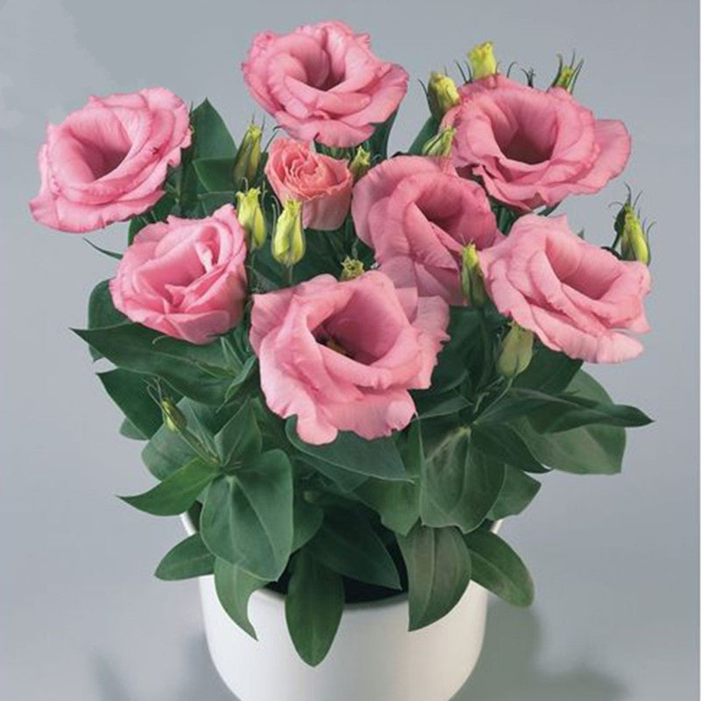 Rosie Series Double Platycodon Grandiflorus-fridayw
