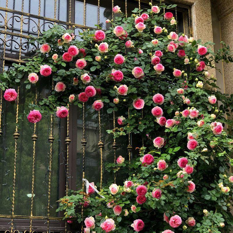 32% OFF 100 Pcs Rare Climbing Rose Seeds🌹-fridayw