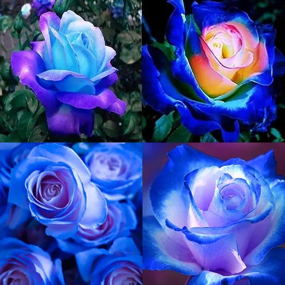 Rare Blue Pink Roses Plant Seeds Balcony Garden Potted Rose